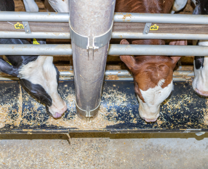 Automatisch Ruwvoer - Verberk